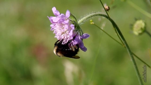 КОРОСТАВНИК И ЕГО ГОСТИ