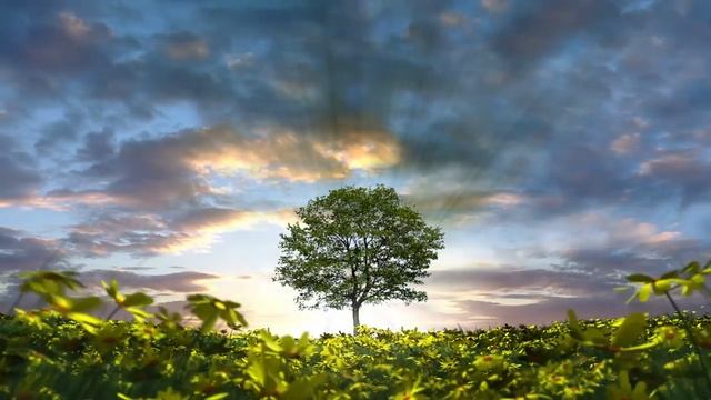 Расслабляющая музыка со звуками птиц, Спокойная фортепианная музыка, Музыка для сна, Умиротворяющая