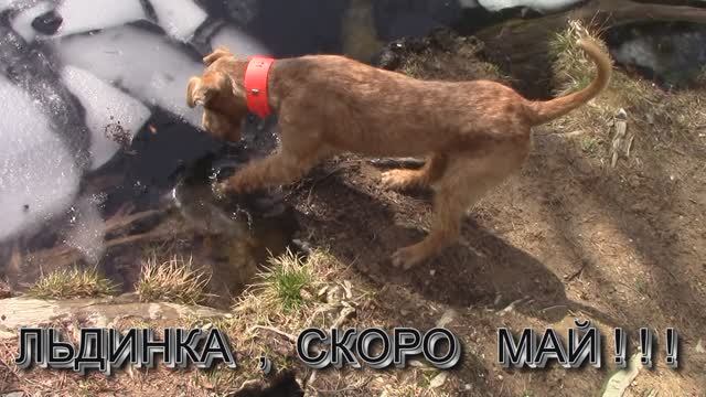 Ирландские терьеры: "Льдинка , льдинка скоро май "