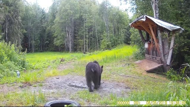 МЕДВЕДЬ-ШАТУН сходил как по малому, так и по большому