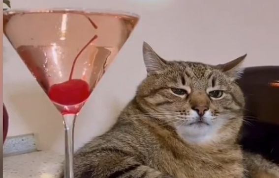 Как умер Пушкин. Выпуск 38