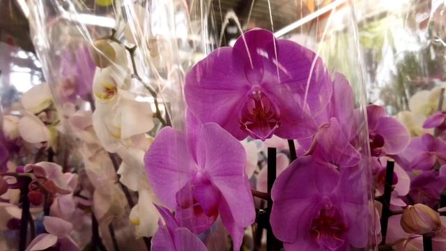 Орхидеи в ОБИ на Варшавском шоссе 13.04.2021