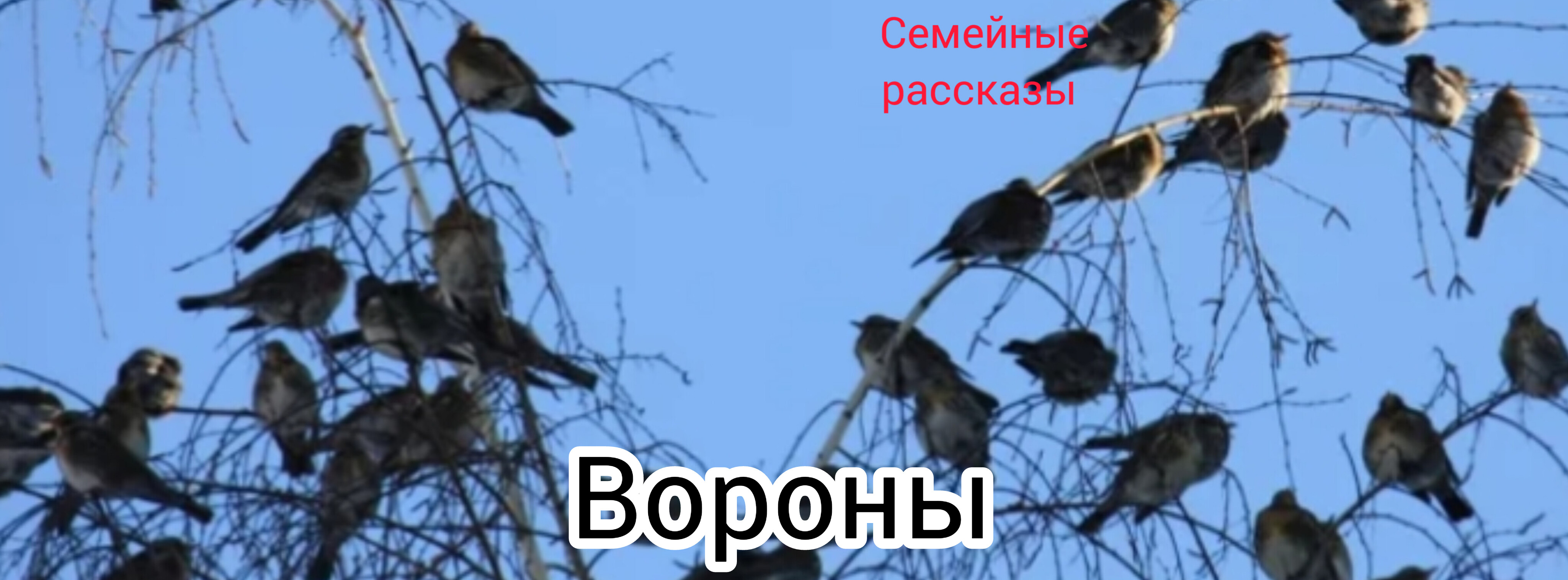 Вороны.