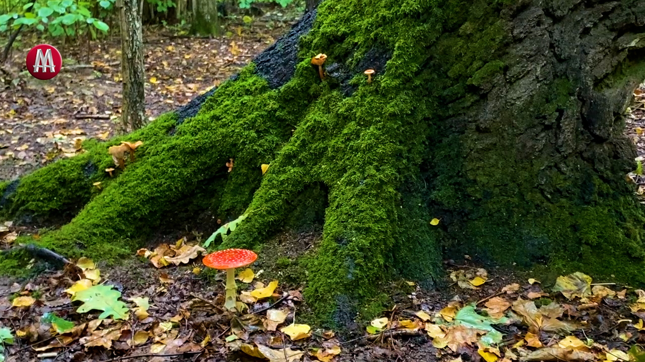 Успокаивающая музыка под звуки дождя и грома. Музыка для сна. Space music. Rainsounds.