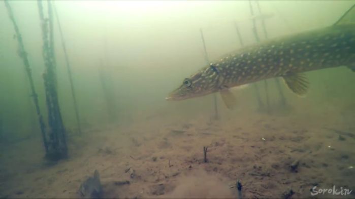 Карась, Пескарь или Плотва Подводная съемка. Рыбалка на Щуку