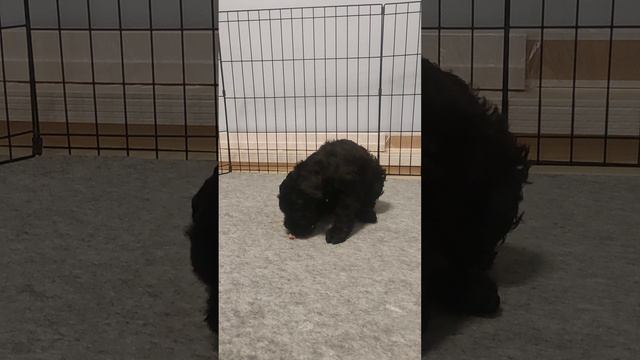 Первый раз пробуем вареное мясо. #керри #kerry #керри-блю-терьер #реми