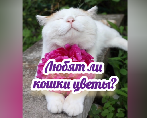Любят ли кошки цветы?