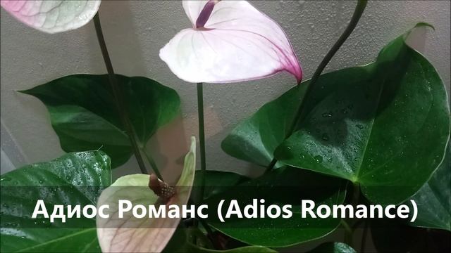 Антуриумы в коллекции у нашего администратора. Часть 3