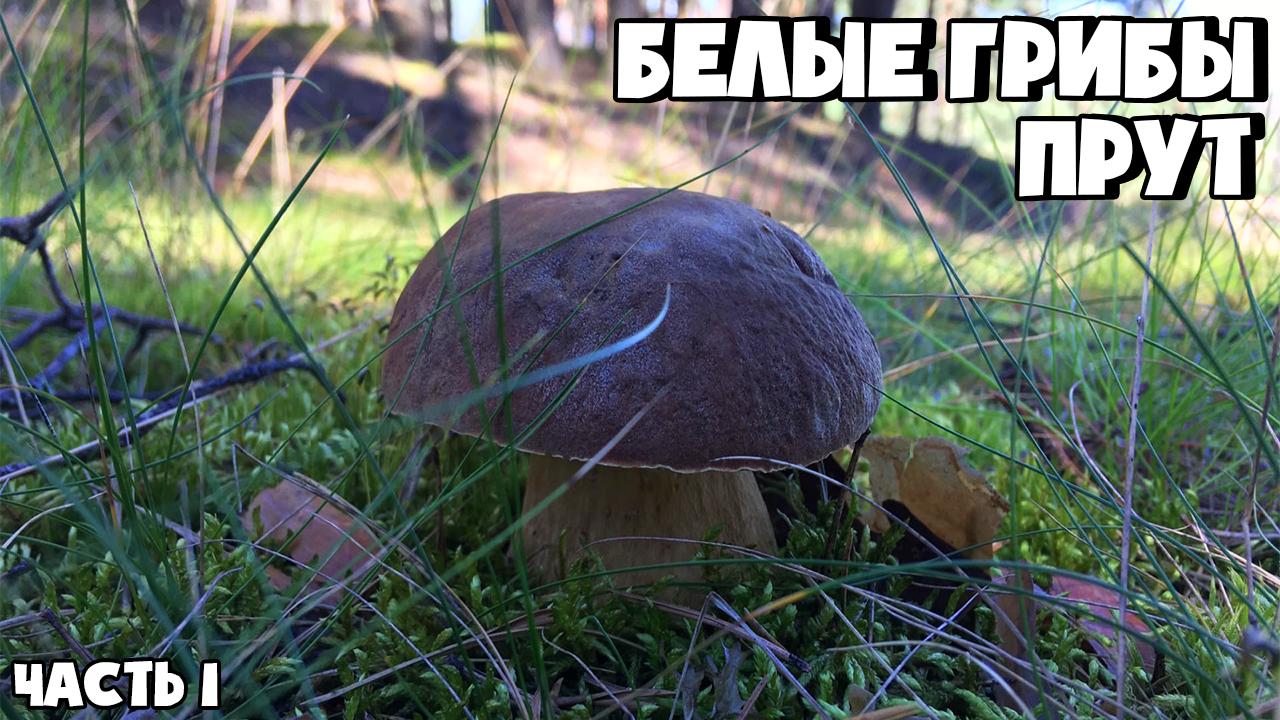 БЕЛЫЕ ГРИБЫ ПРУТ МАССОВО! ПОЛЯНЫ БОРОВЫХ БЕЛЫХ ГРИБОВ