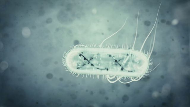 Визуализация микроскопичесского организма через микроскоп, супер макро