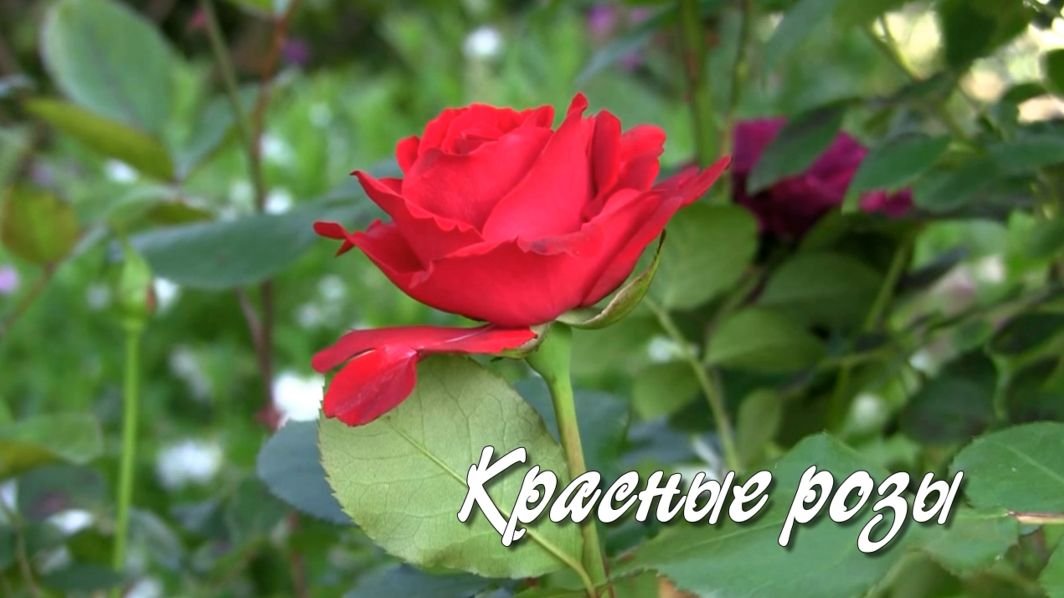 Красные розы. Дачные картинки.mp4
