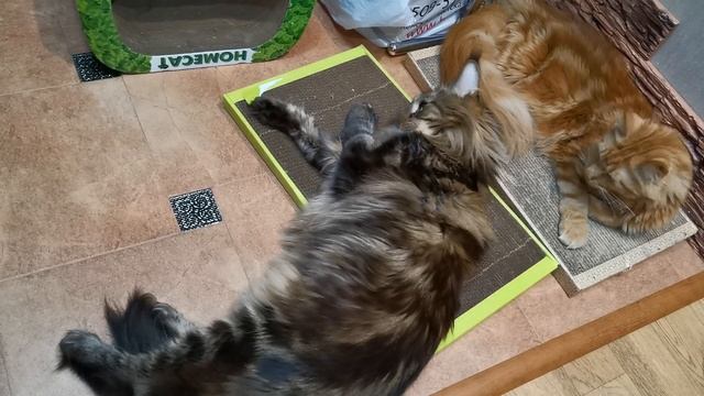 Тестируем свежую когтеточку