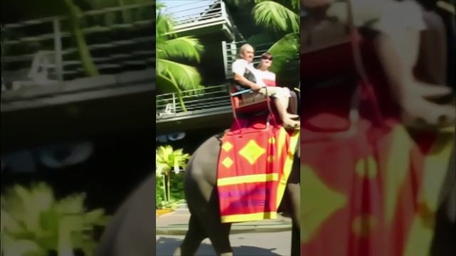 Слоны перед шоу в парке Нонг Нуч в Таиланде