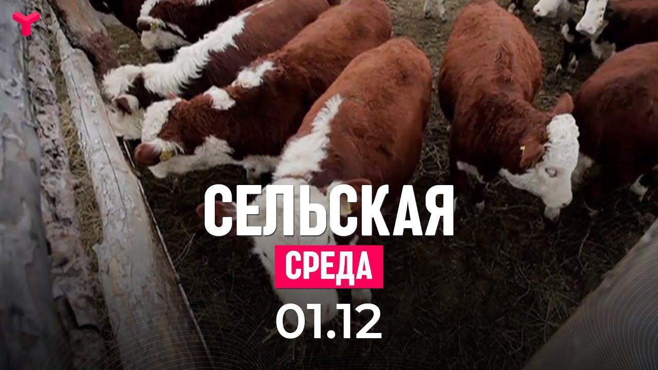 Сельская среда 01.12.2021