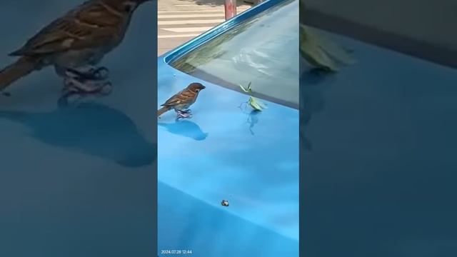 битва титанов.mp4