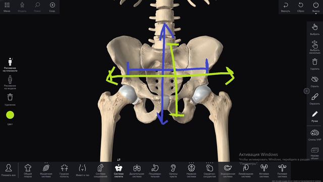 Таз. Лобковый угол #анатомия