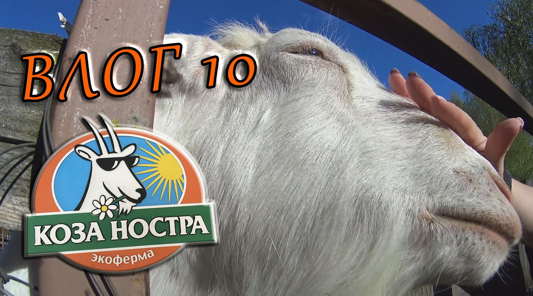 Влог №10 / На большой реке / В гостях у Мафии / КОЗА НОСТРА