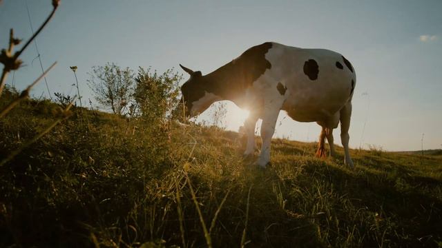 Flexoprofen: nsaids for farm animals