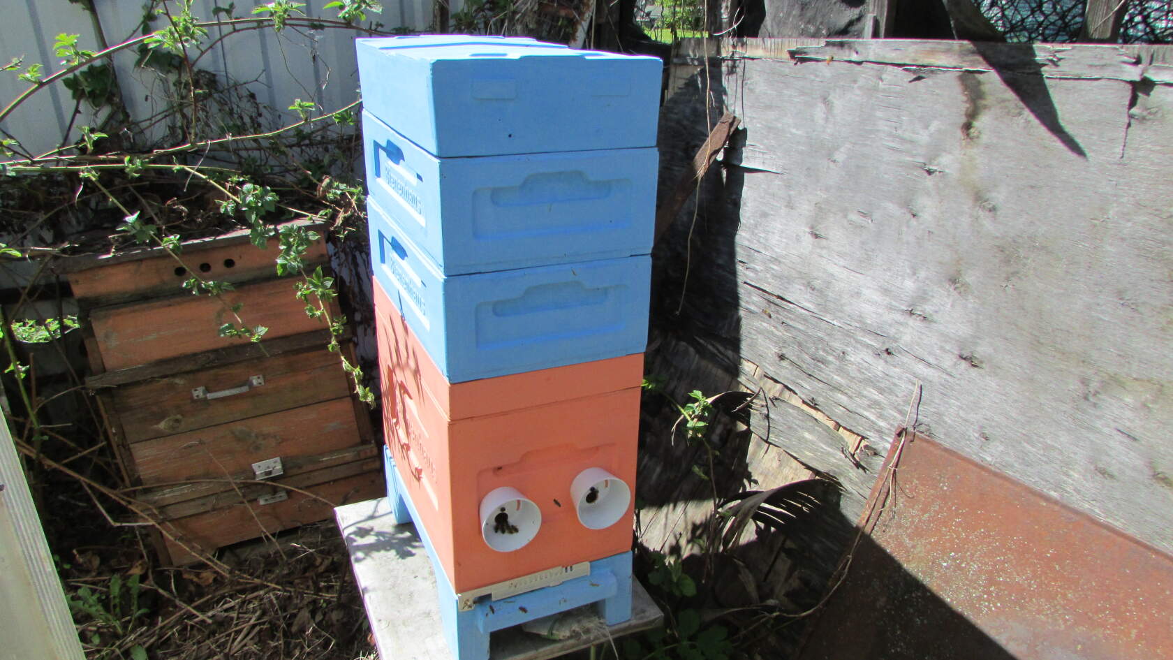 6 рамочный улей  на пасеке - ставлю второй корпус в мае и обрабатываю пчел от клеща Варроа