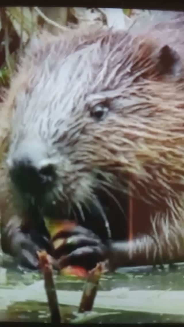 БОБРЫ - прекрасные речные инженеры и лесорубы.Деревья они валят, перегрызая ствол#Shorts