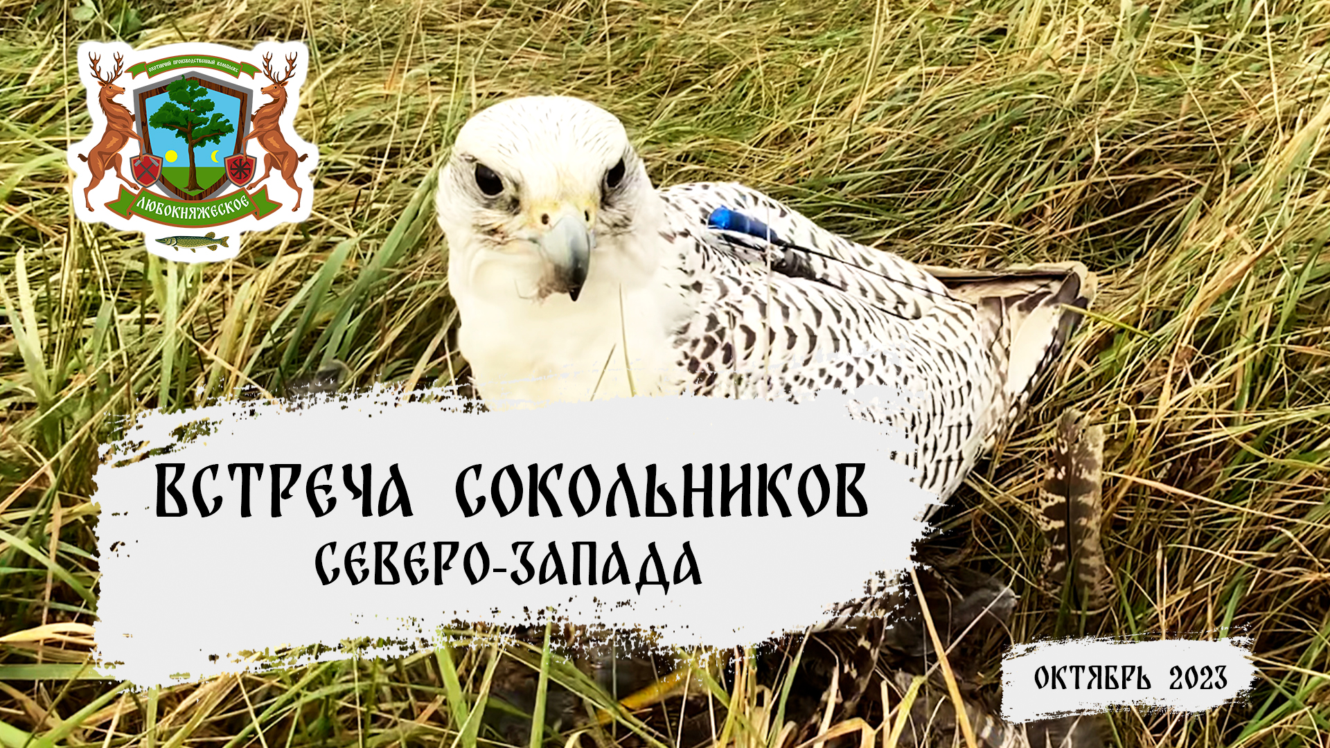 Встреча сокольников Северо-Запада