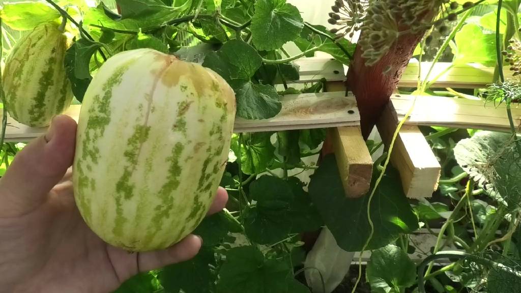 28 08 2018г дыня сорт Мечта лентяя - характеристика.