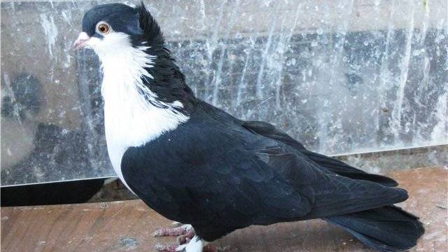 Голубь Уфимский Спартак #голуби #домашние голуби #Уфимский спартак #Башкирский спартак