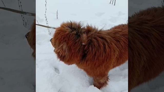 #Тибетский мастиф. Вот нужны мне ваши сугробы, видал знаете где я такие прогулки...