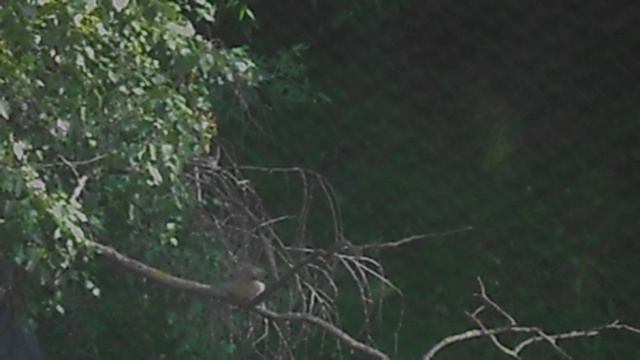 Сойка. Короткое видео хорошего качества. 468468405884