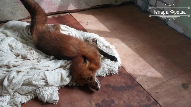 Жизнь лисьего прайда-3