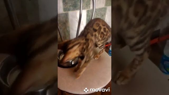 #shorts Кошечка забавно пьет воду.mp4