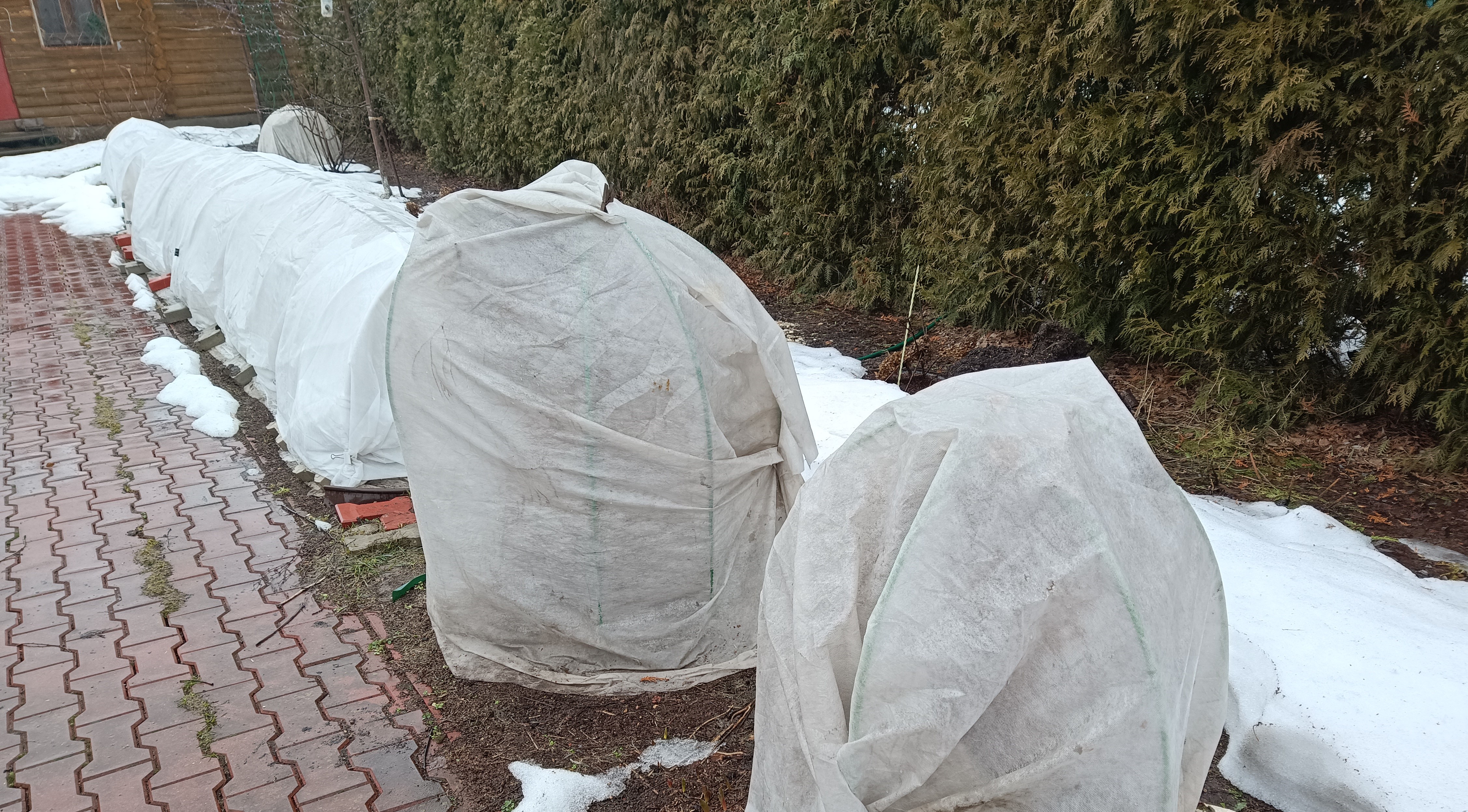 ОТКРЫВАЕМ РОЗЫ!? Отвечаю на вопросы.