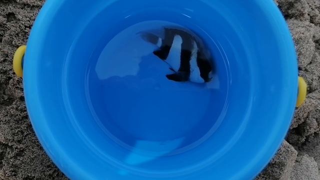 Египет 2021. Поймали руками рыбку зебру в Красном море. Отдых в Египте отзывы. Канал Влог.