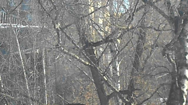 Большая синица на ветке 587687 DSCN5154