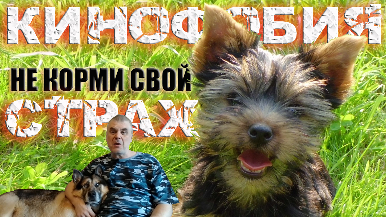 Кинофобия. Не корми свой страх / Кинология / Зоопсихология