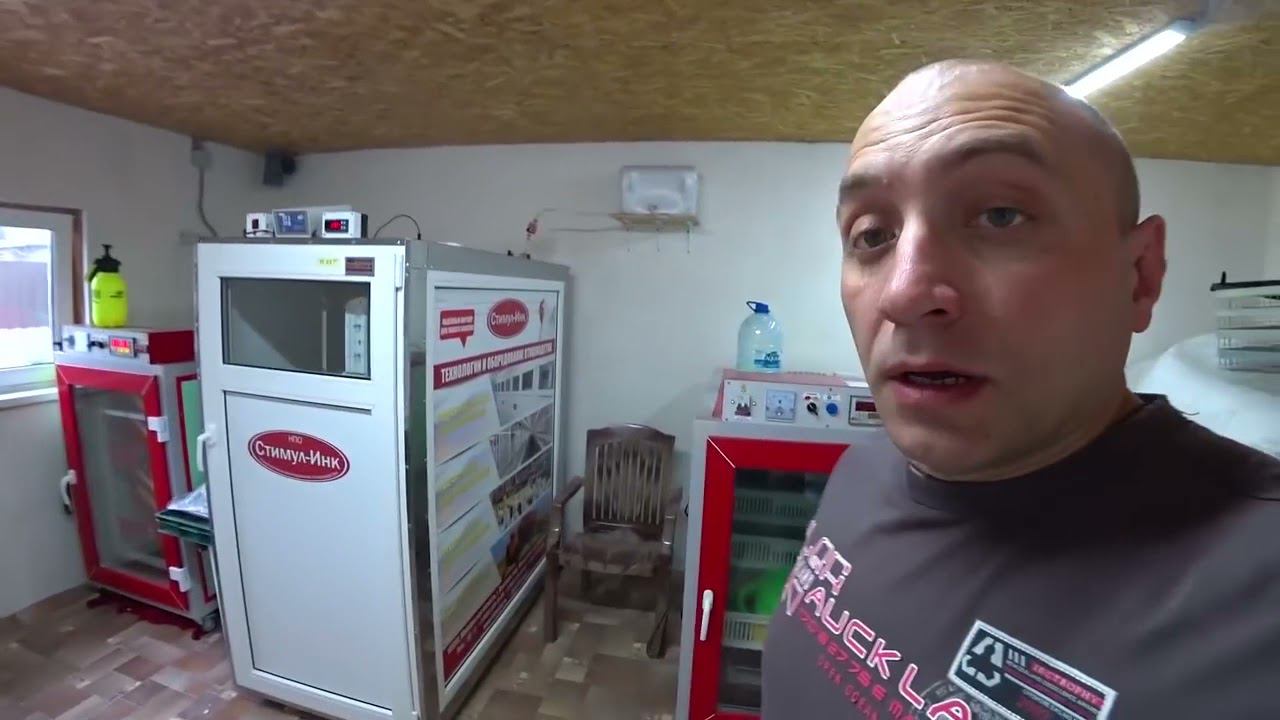 Вывод бройлера Росс-308(Чехия)