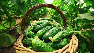 Что съесть, чтобы "сдуться"? Кефир и огурцы ??