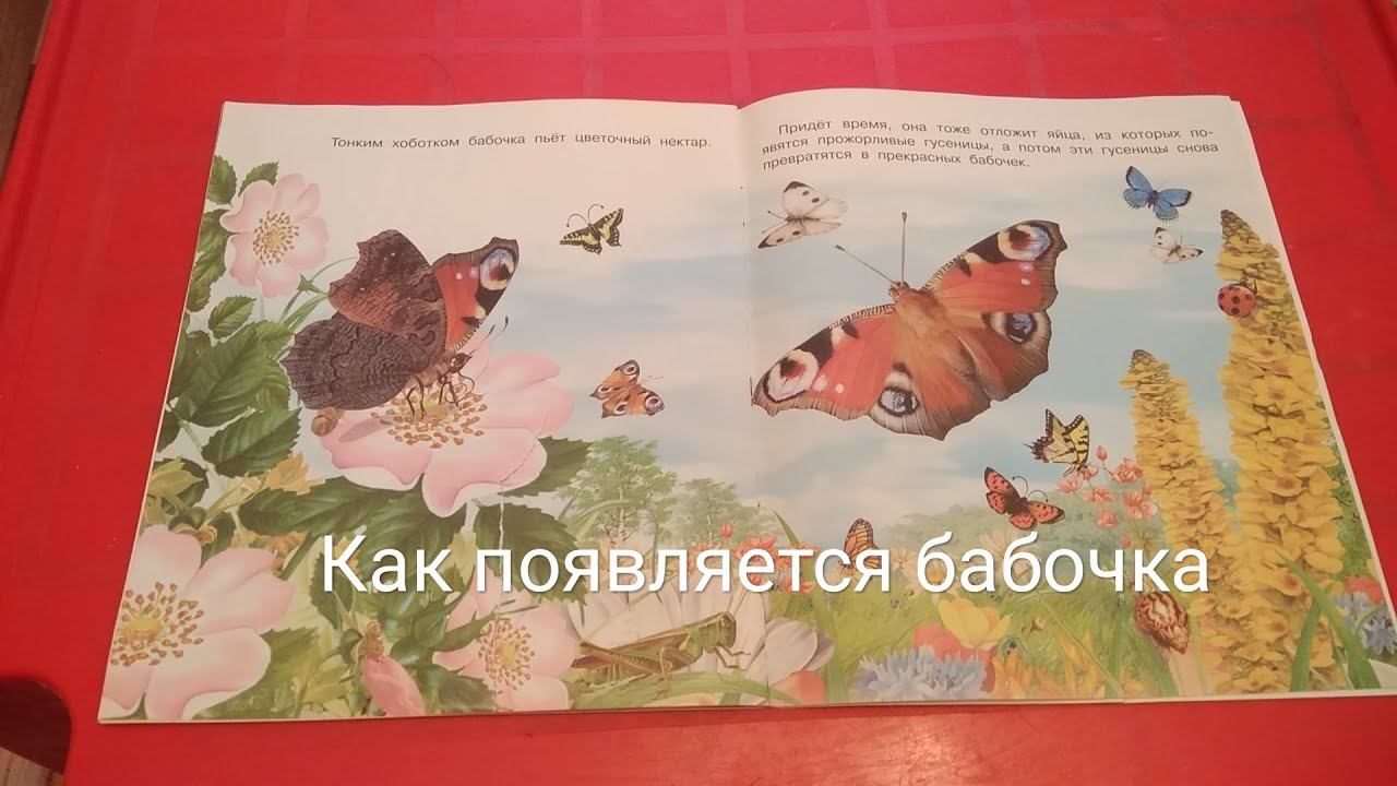 Как появляется бабочка.