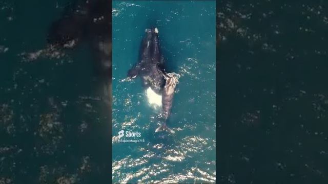 Besitzer des Ozeans!_ Хозяин Океана!#nature #ocea#wales #fische #wildlife