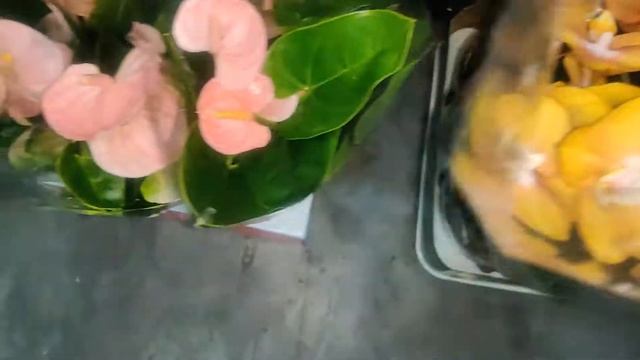 Цветы Вместе - Приемка растений из закупки до 01.09.2020 (короткий обзор)