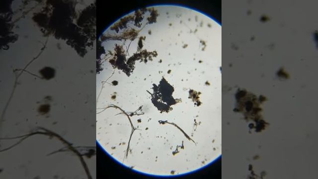 Микроскопические животные в почве