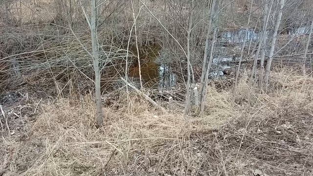 НАШЕСТВИЕ БОБРОВ ПОСЛЕДНИЕ ВИДЕО БРАТА