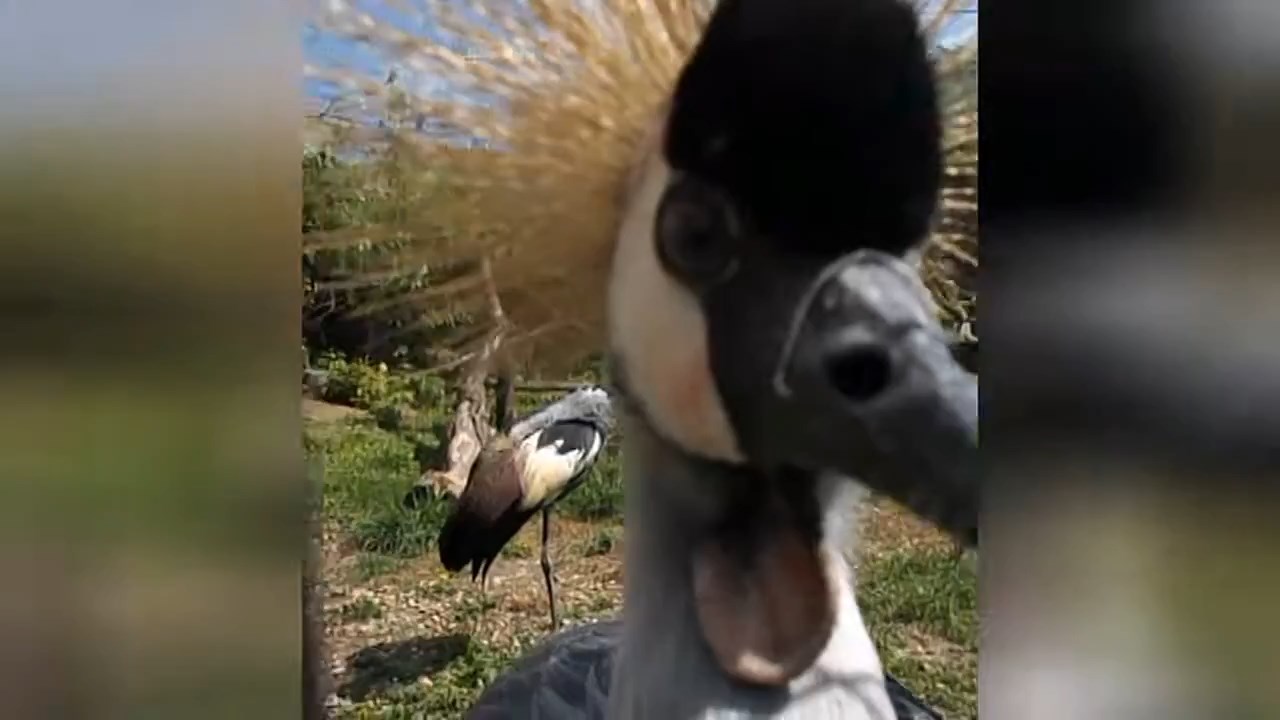 ДРАКА В ЗООПАРКЕ / FIGHT IN ZOO