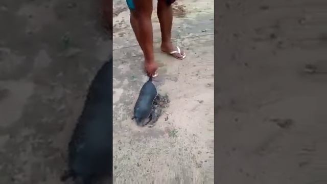 Мотыга с моторчиком.