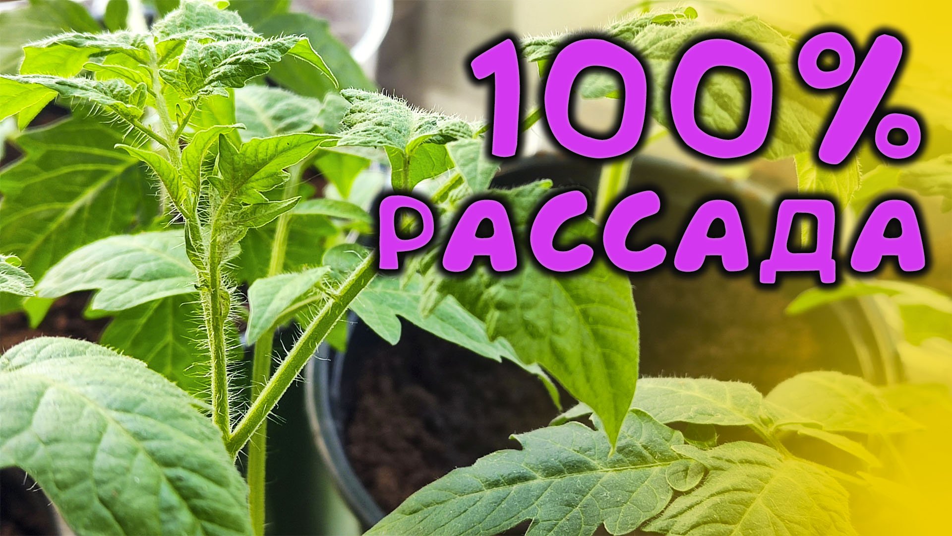 Только так выращивайте рассаду томатов 100% рабочий способ вырастить крепкую рассаду без пересорта