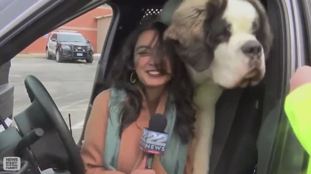 Неловкие Моменты с Животными в Прямом Эфире [RUS VO]