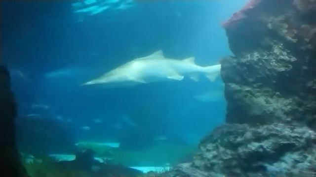 Аквапарк Барселоны. (1)