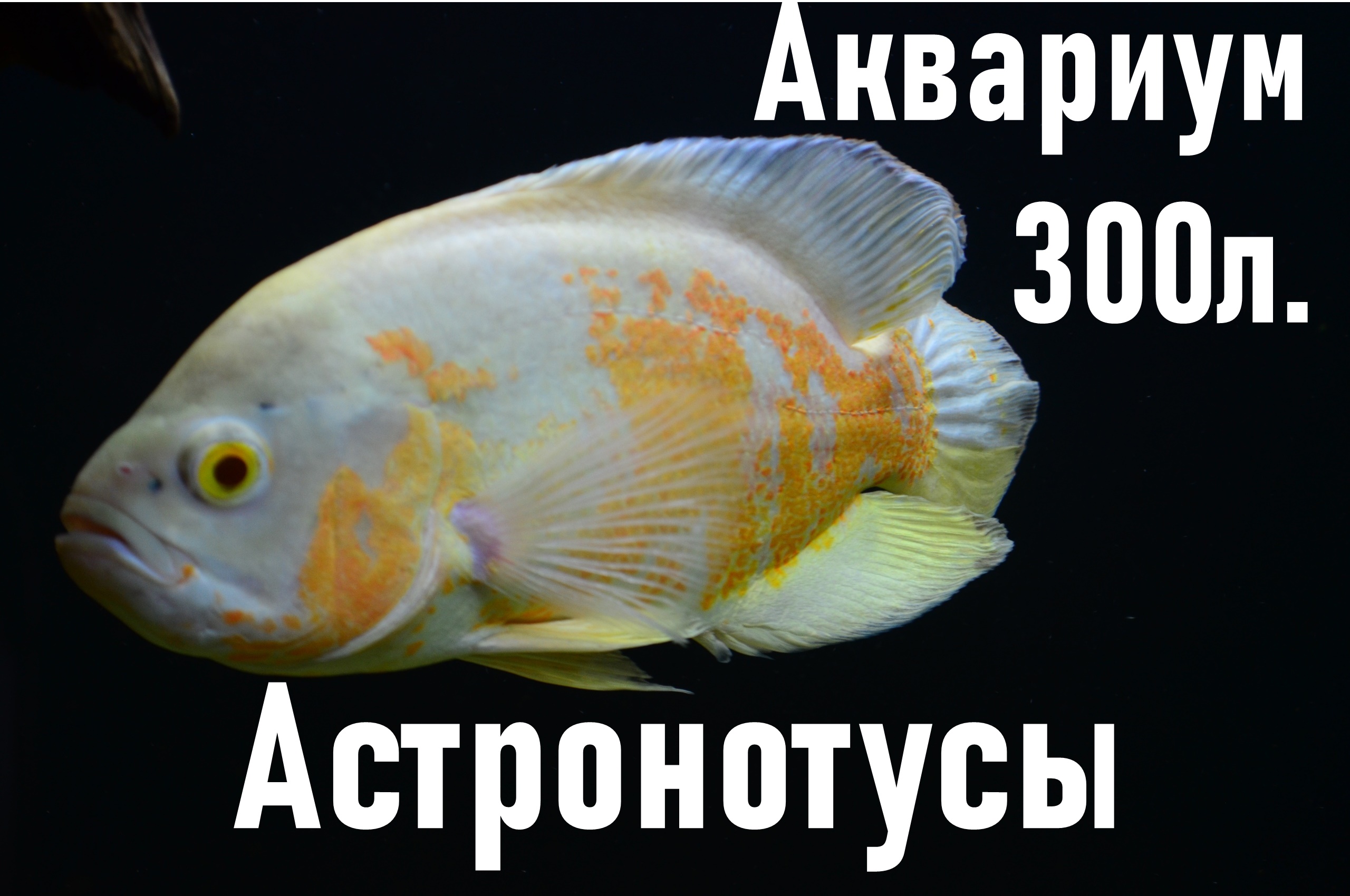 Астронотусы. Аквариумные рыбки