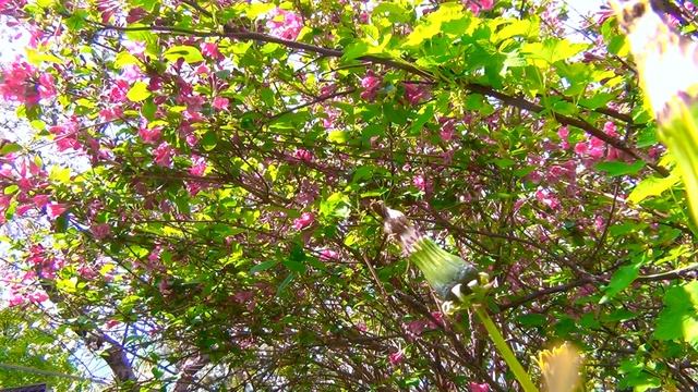 Одуванчик.mp4