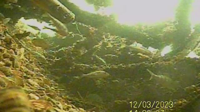 YouCut_20231203_163354004.mp4Волга гл.5м.Окуни.1 часть.03.12.2023г.